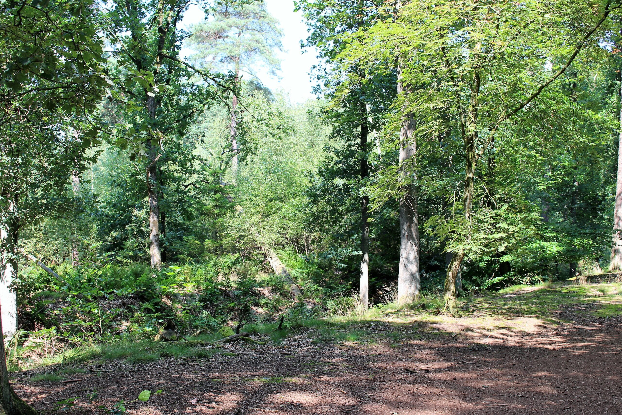 Excursie: Landgoed De Utrecht geannuleerd - IVN