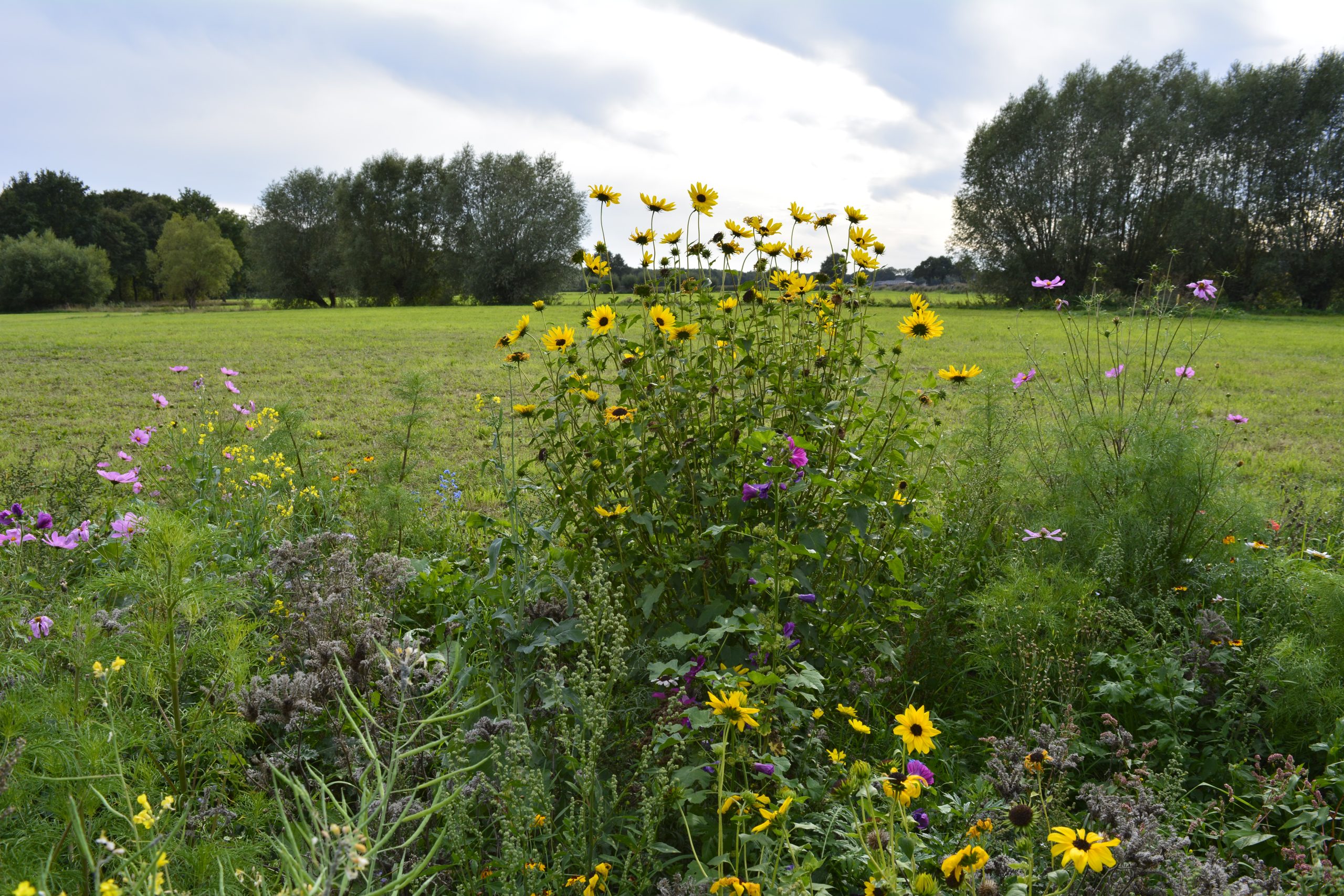 Verslag wandeling Neede: Water in de wijk - Oost Achterhoek