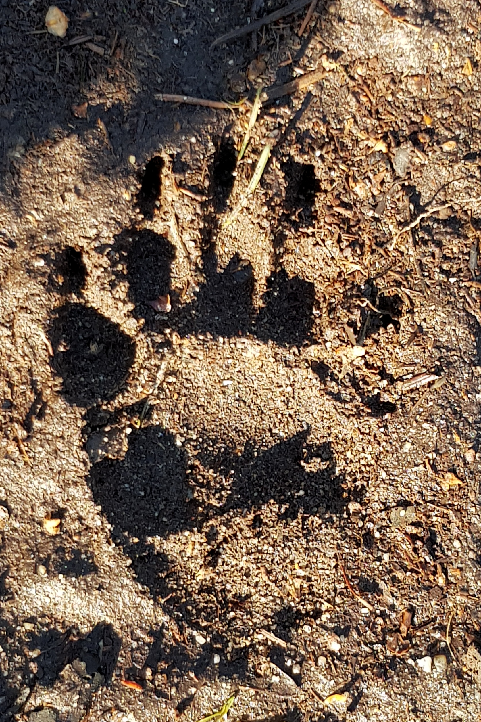 Bijspijkerexcursie diersporen - Oost Veluwezoom