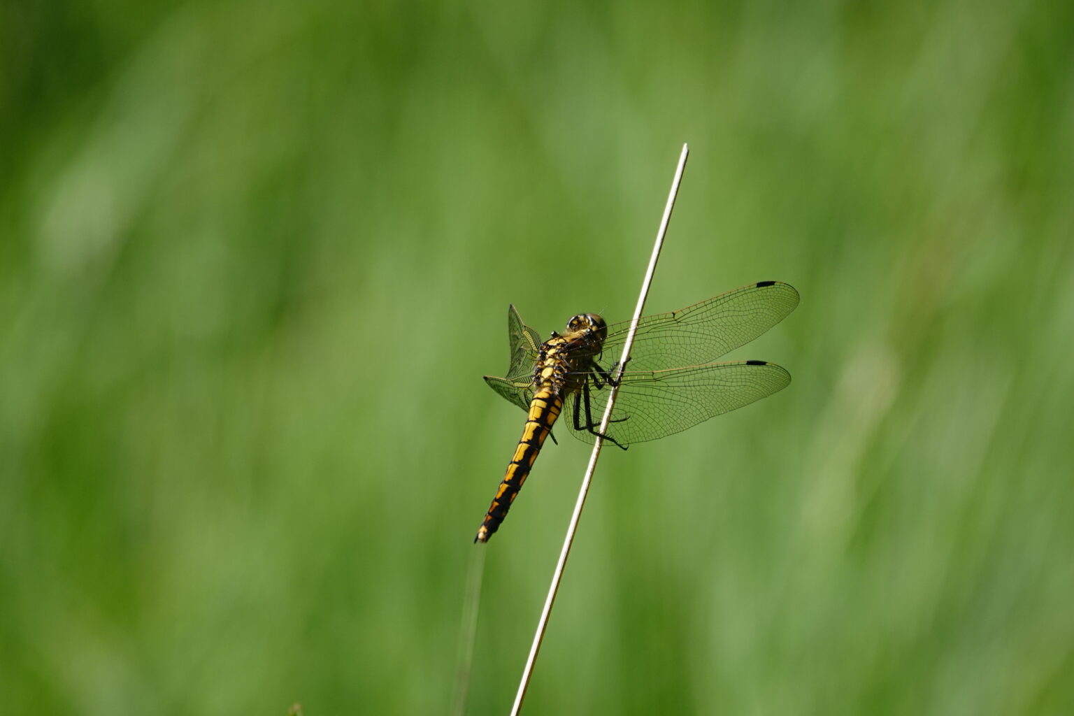 Warme wandeling over de Wijnjeterschar - IVN