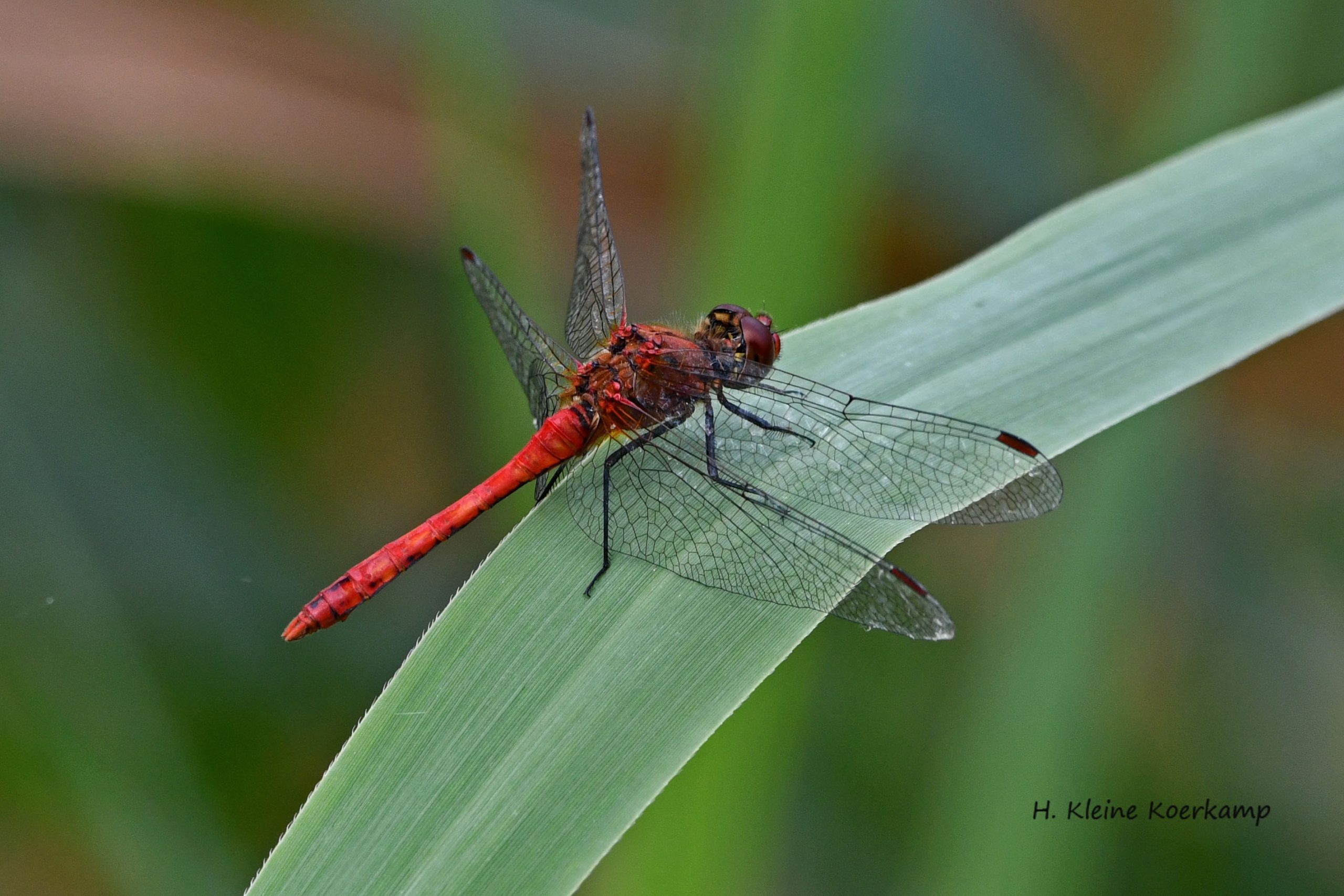 Excursie Insecten - IVN