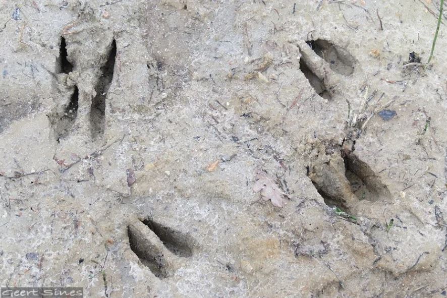 Natuurexcursie (Mirian): speuren naar sporen - Rijk van Nijmegen