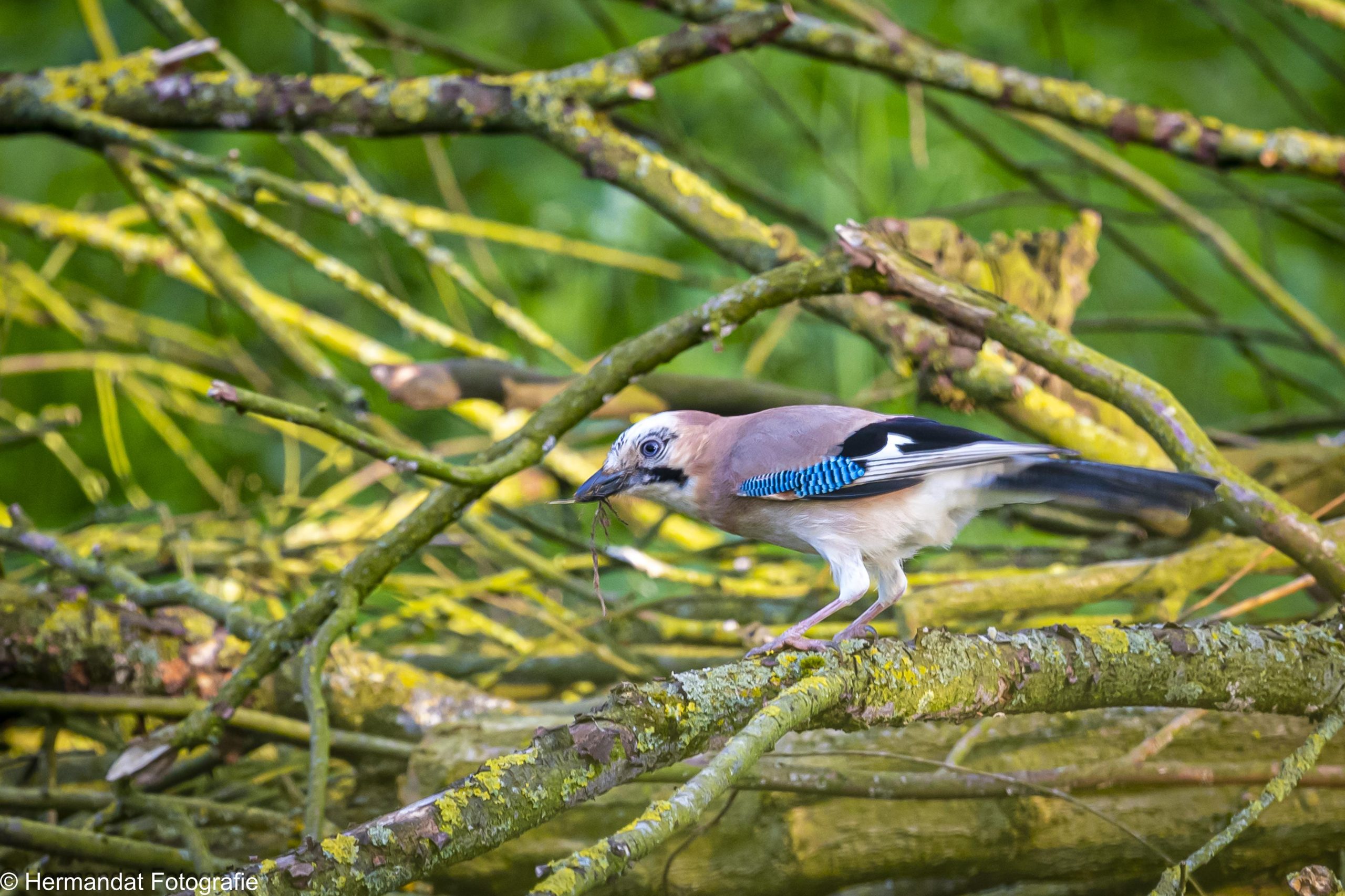 Natuurwandeling Holthuizen en Immerloo - IVN