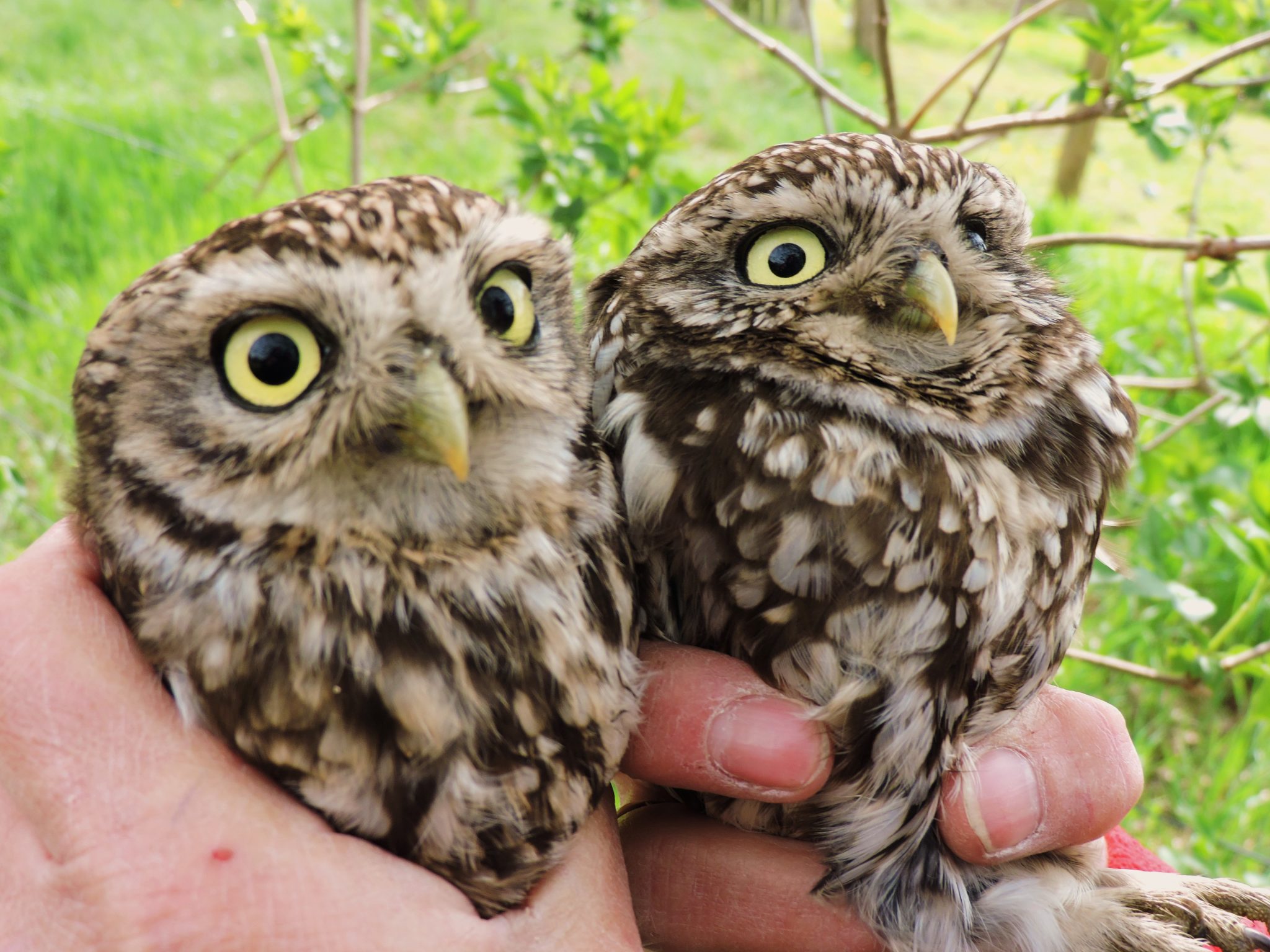 Werkgroep Uilen - Rijssen Enter