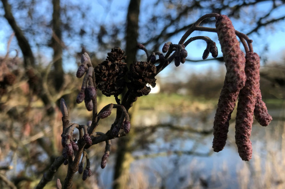 Winterflora in het Lage Bergse Bos (17 februari 2018) - Rotterdam en ...