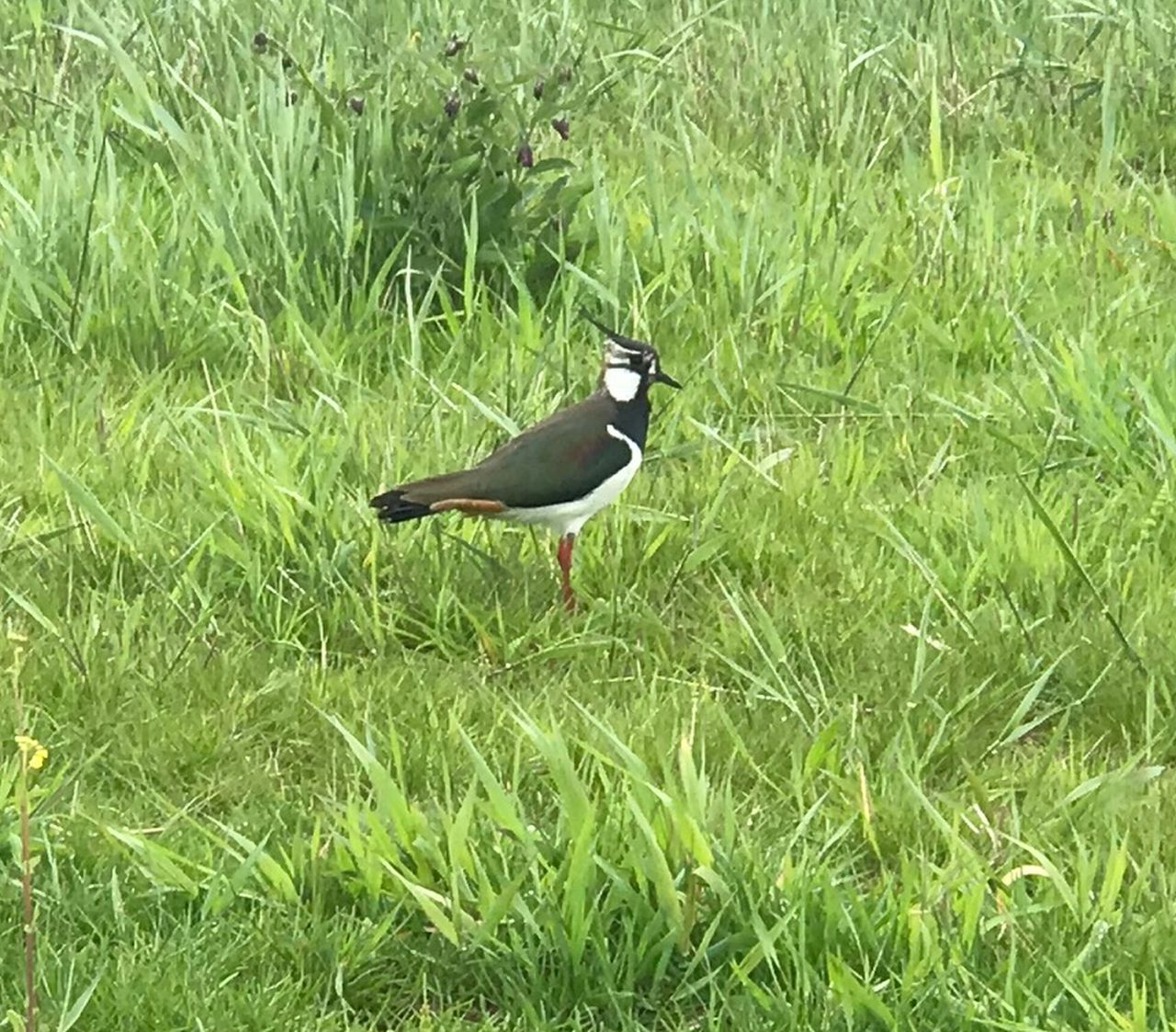 Weidevogels kijken bij Ackerdijk (22 april 2018) - IVN