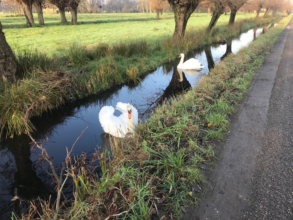 Groene wandeling rond Barendrecht (ca. 10 km) - IVN