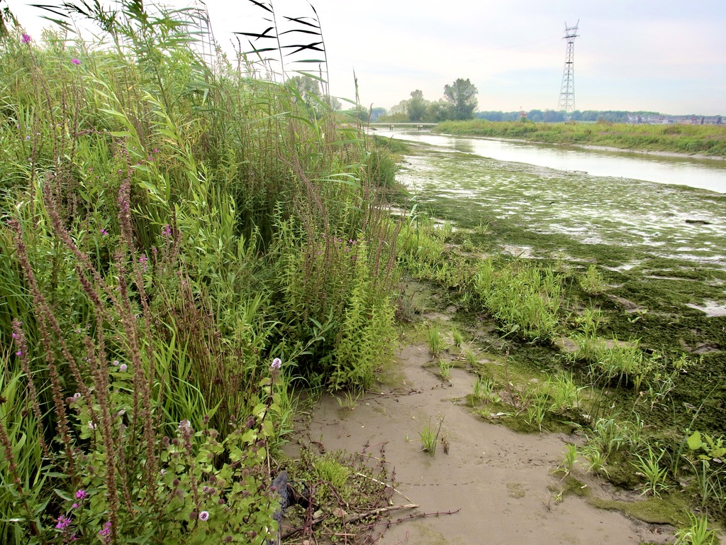 De Zaag - Rotterdam en omstreken