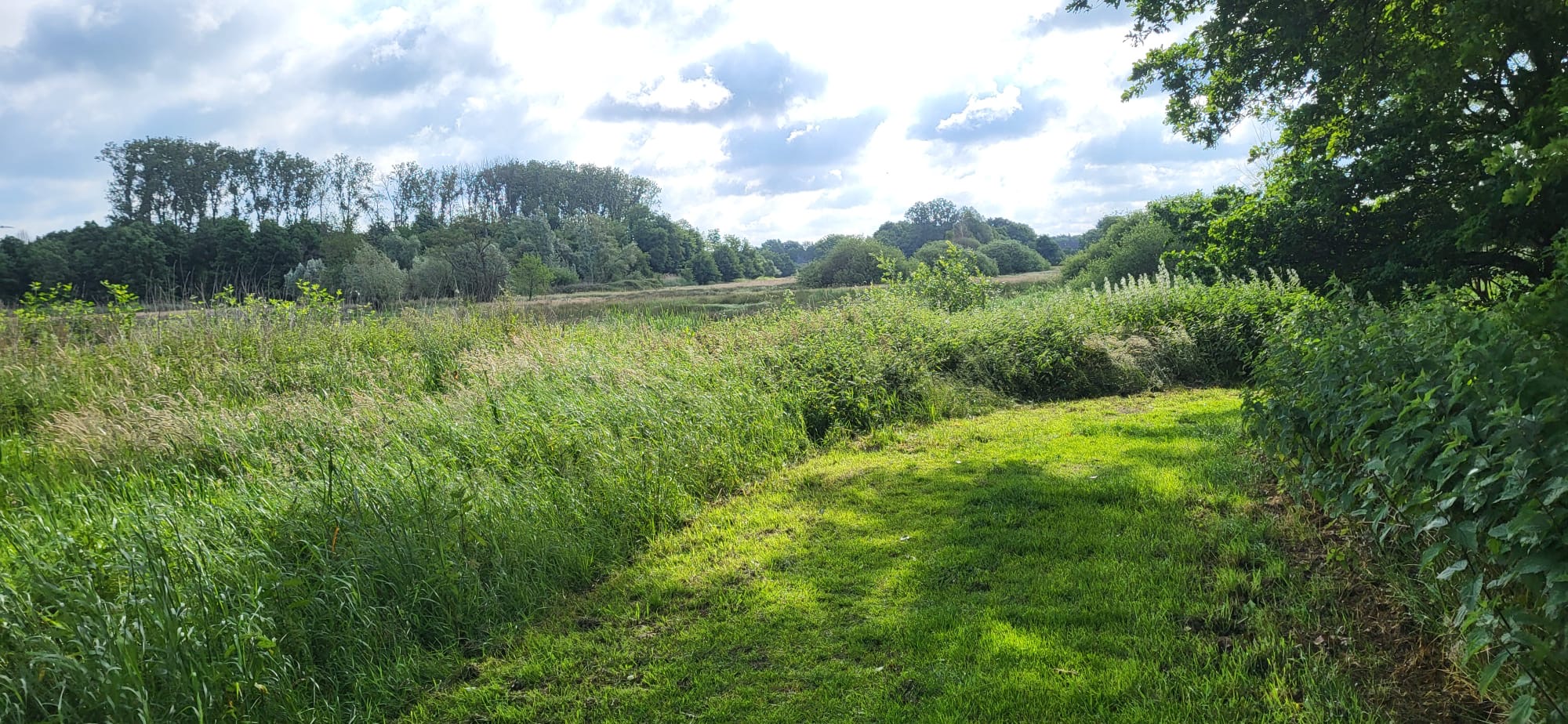 Midzomerwandeling - IVN