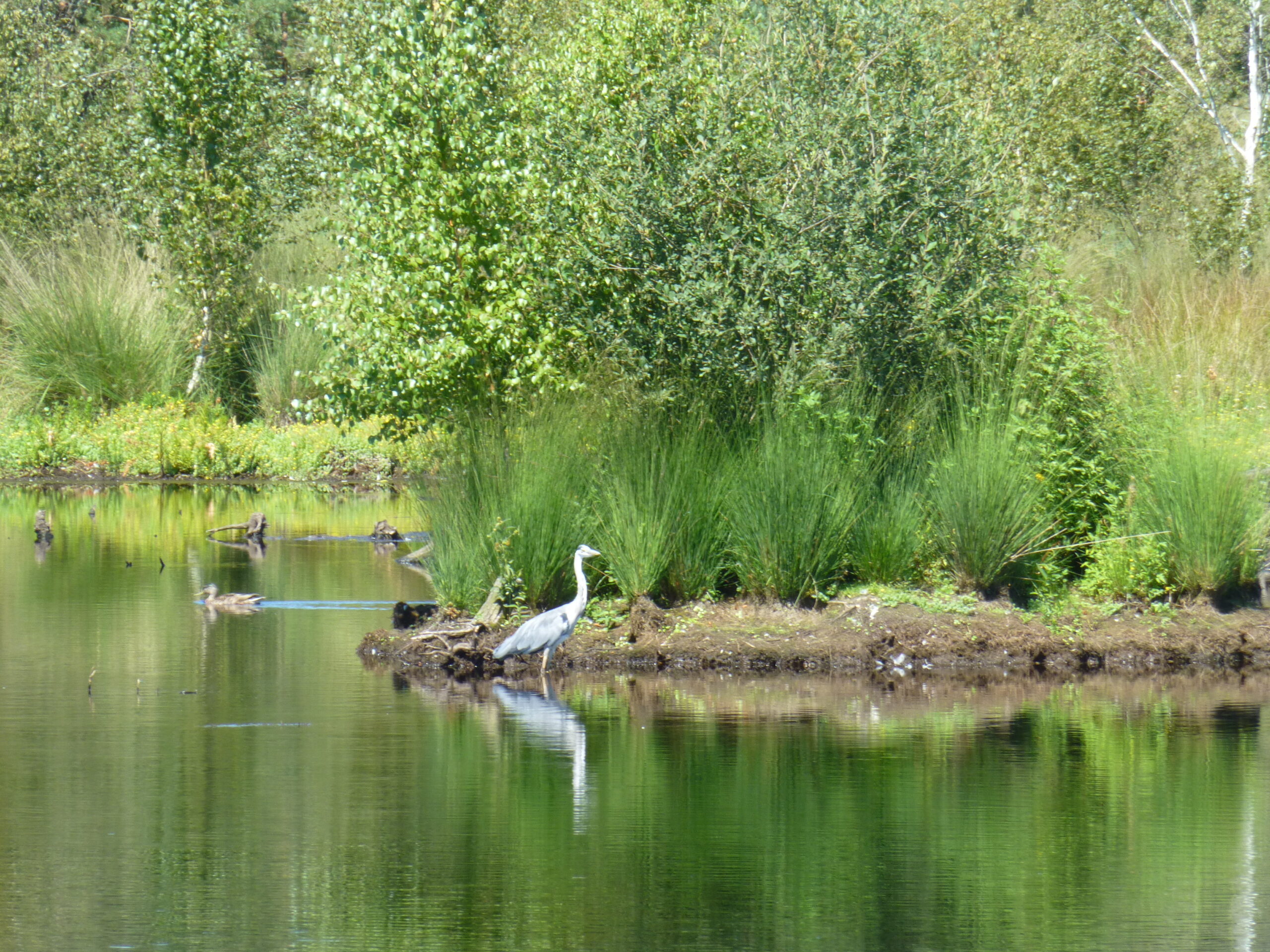 (Trek)vogel wandeling - IVN