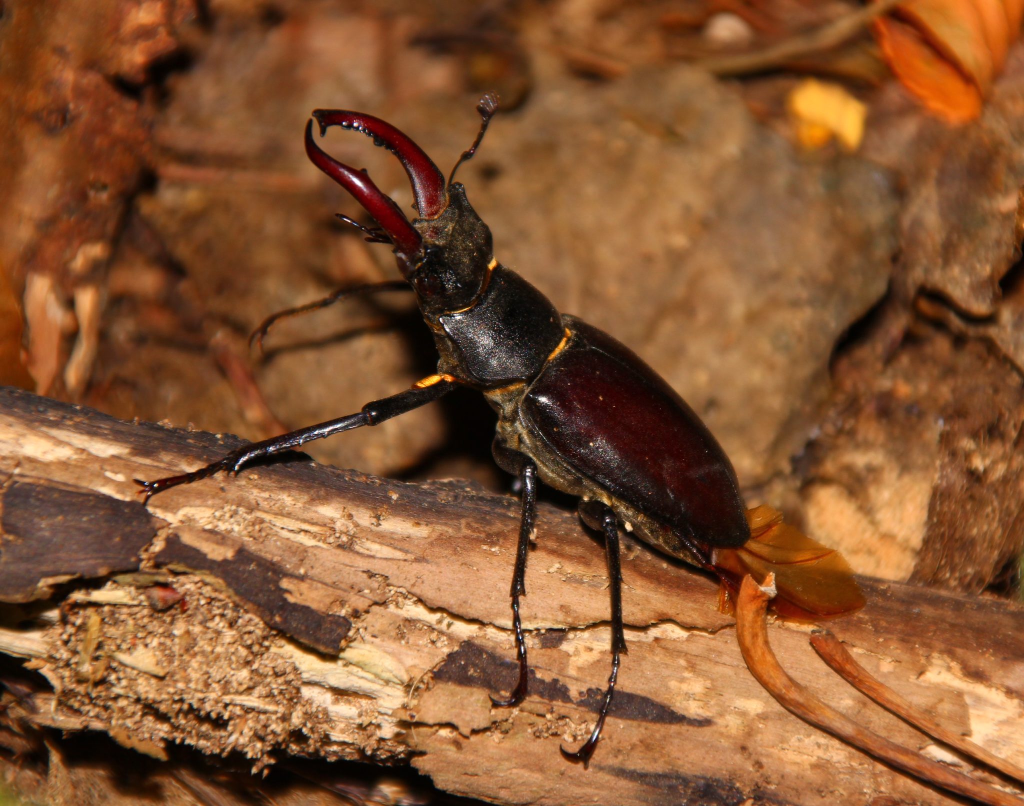 Avond wandeling / excursie; op zoek naar het vliegend hert - Spau-Beek