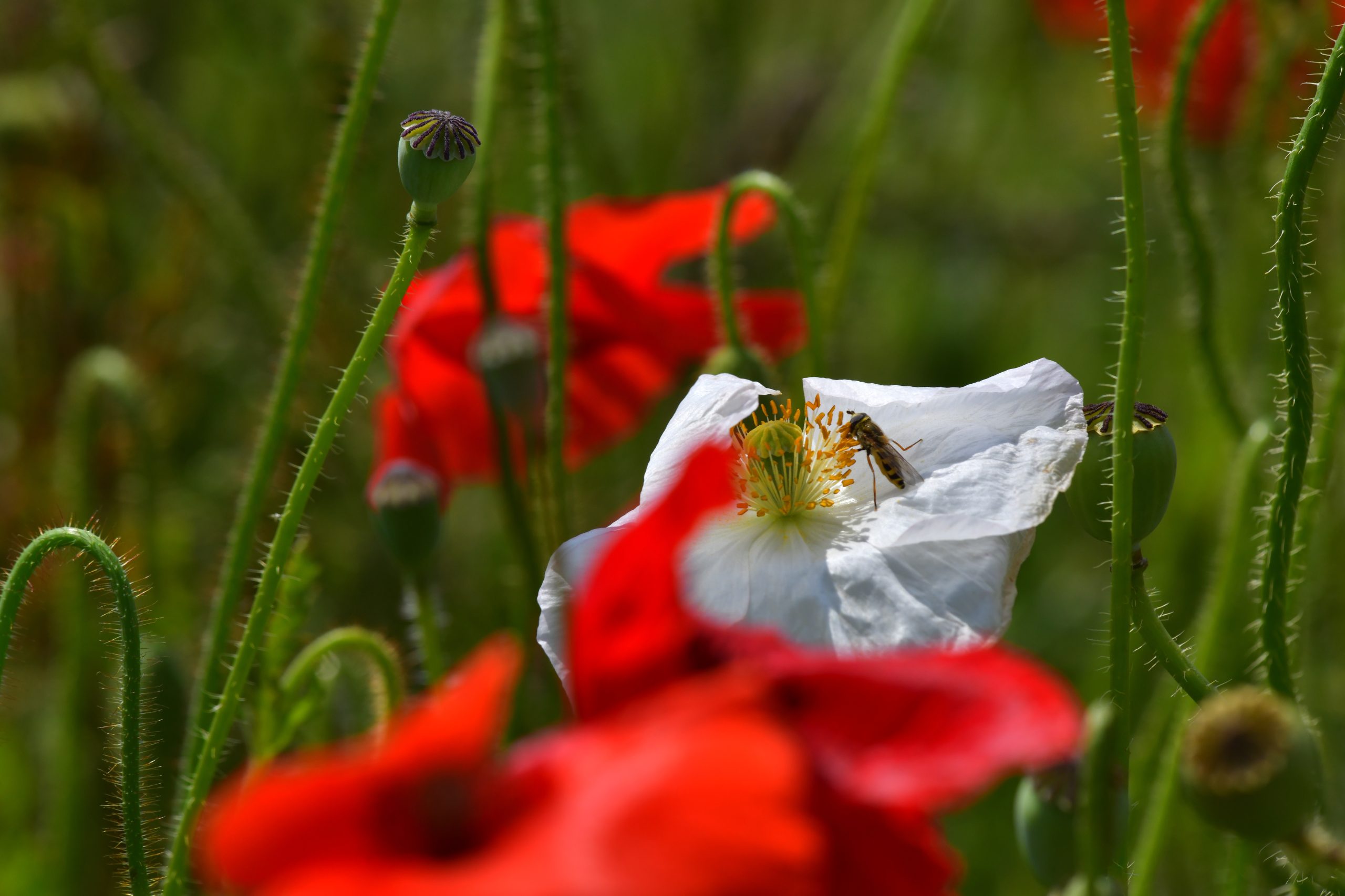 Natuurcursus 2025 - vol - IVN