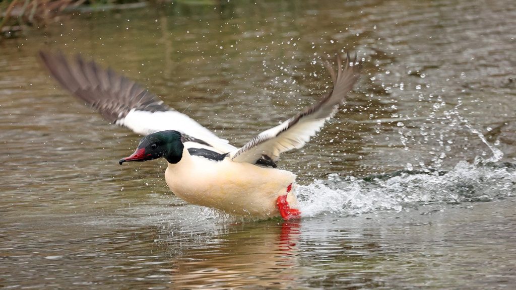Publiekslezing over water- en moerasvogels - Uden