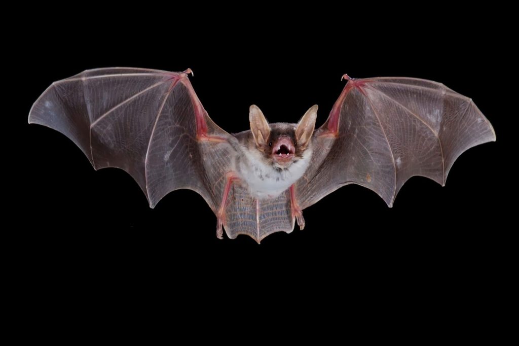 Vleermuizen in de binnenstad - IVN