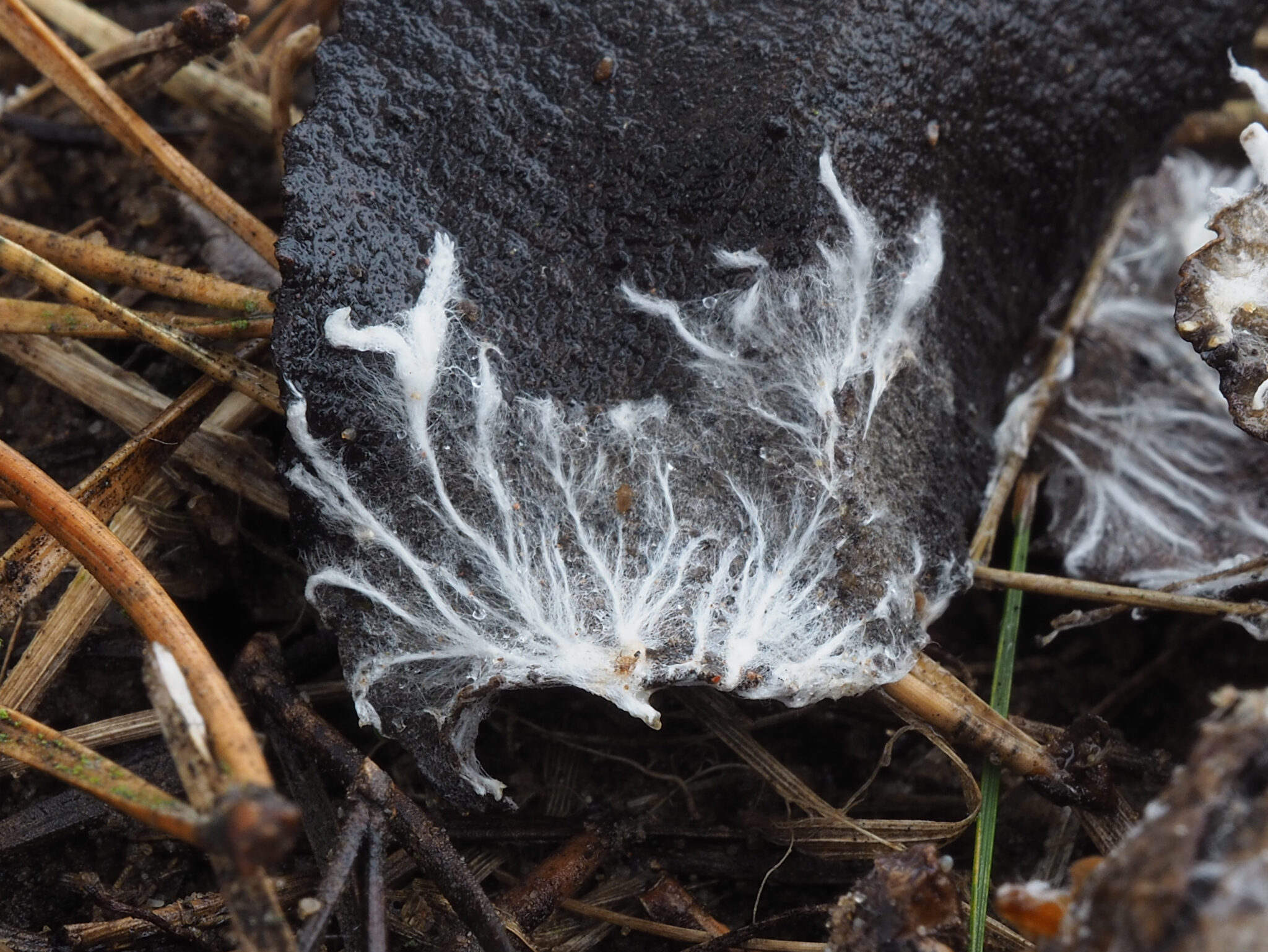 lezing Wood-wide-web, de interactie tussen schimmels en planten - IVN