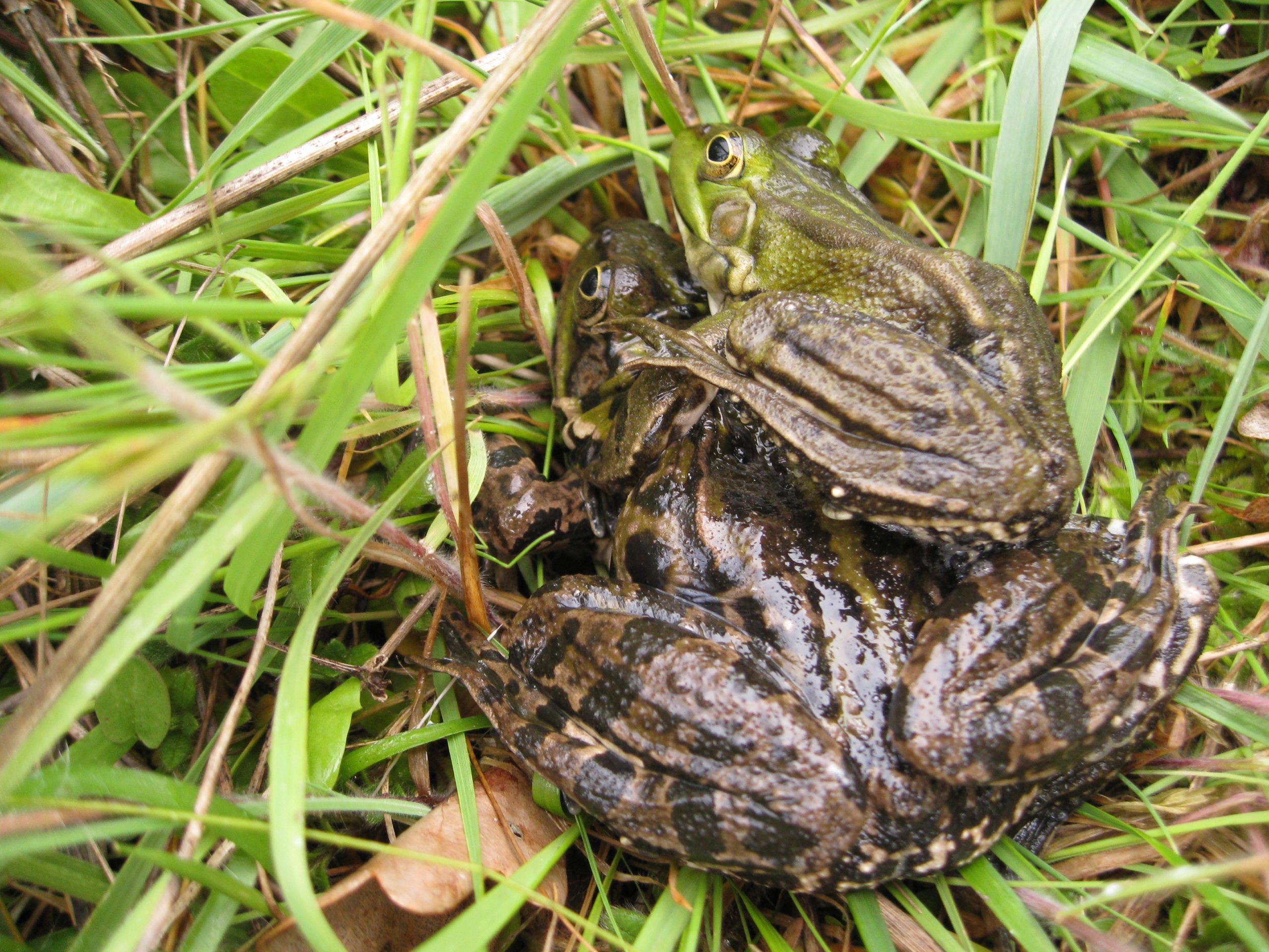 Amfibieën wandeling bij het Grootmeer - Veldhoven Eindhoven Vessem