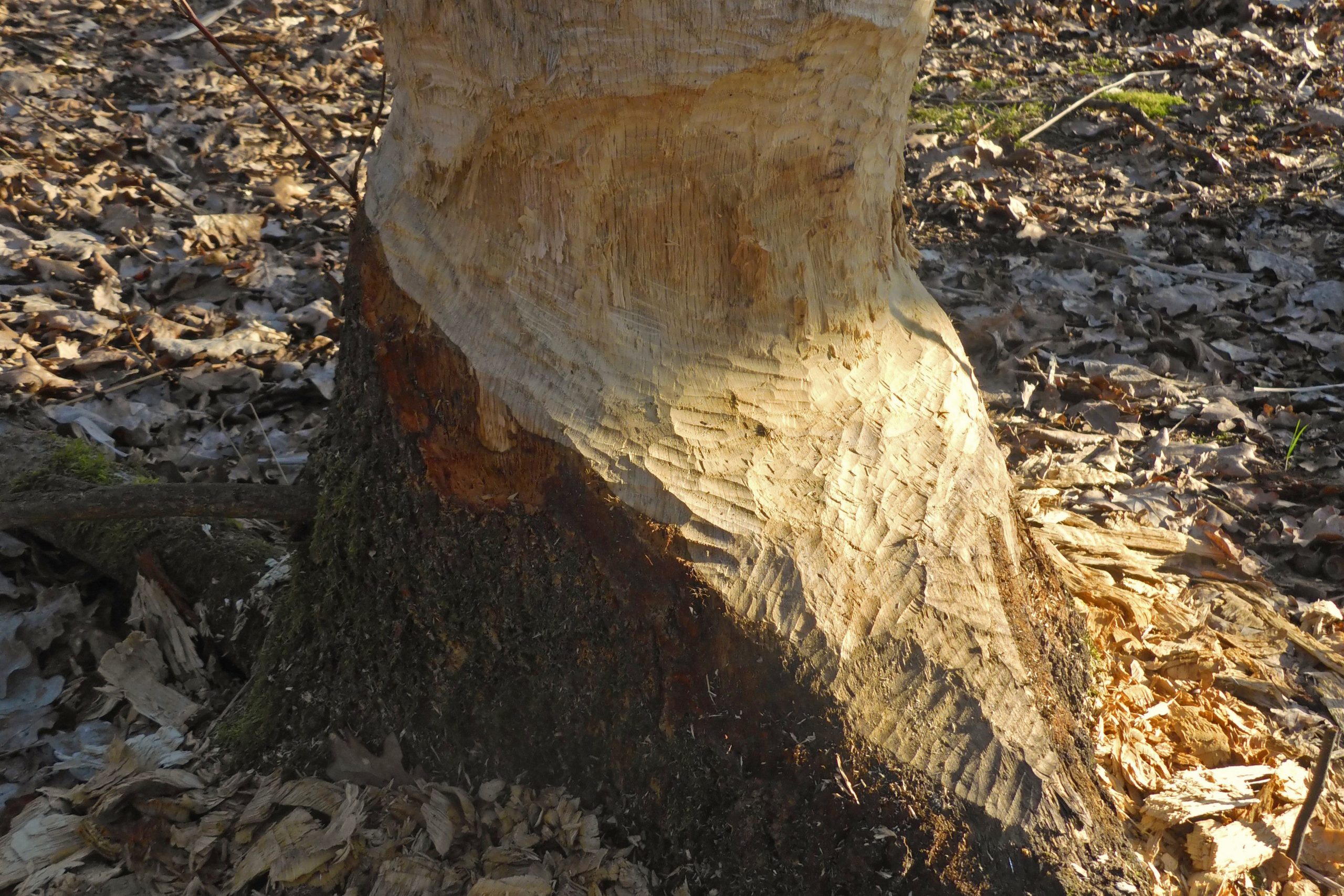 ’t Heempark bevert! - Veldhoven Eindhoven Vessem