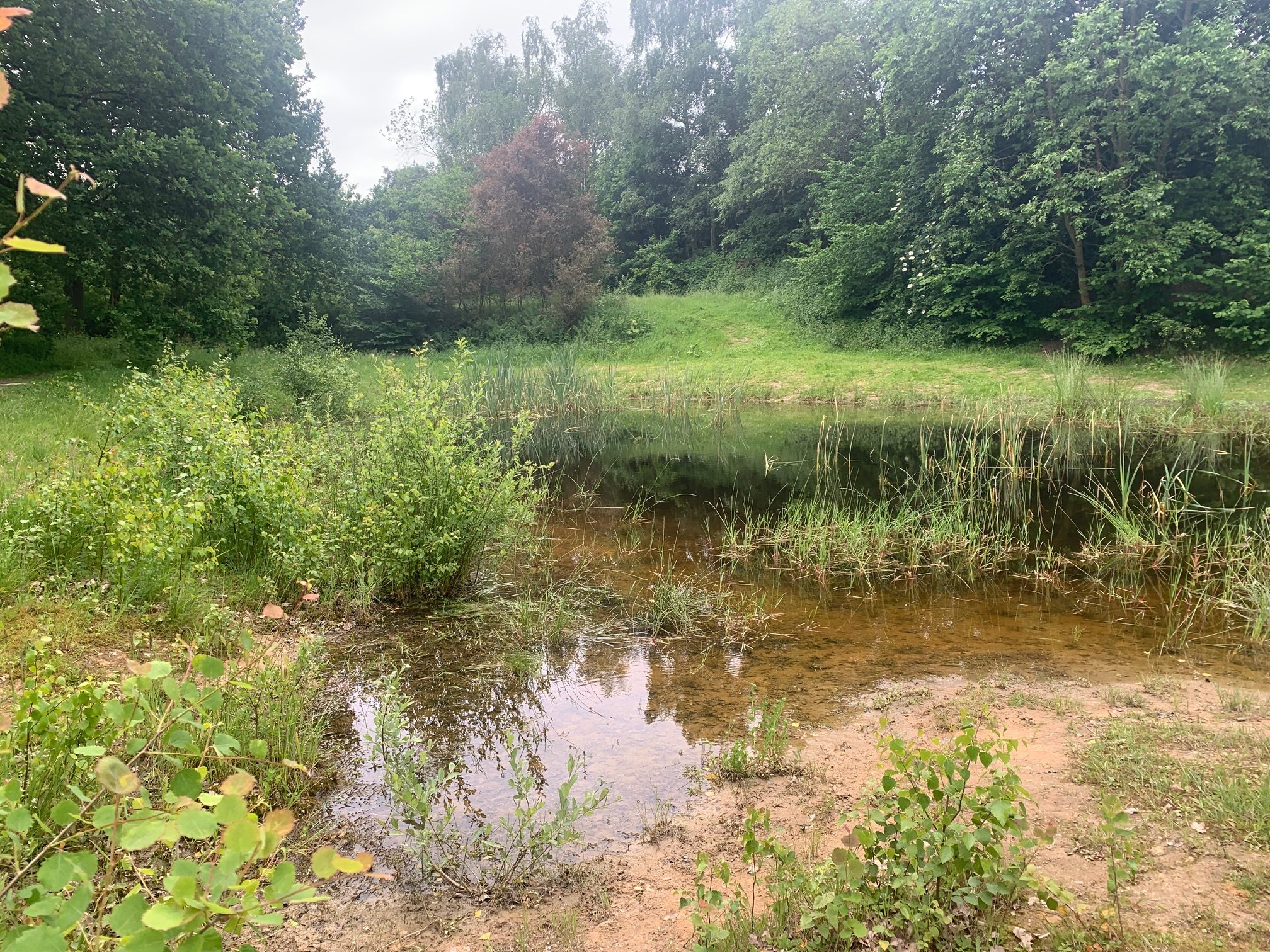 Vaderdagwandeling Ecopark Acht - Veldhoven Eindhoven Vessem