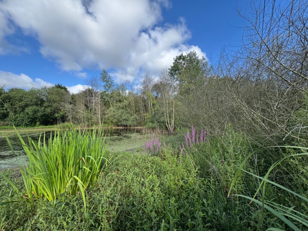 Wandeling Ecopark Acht - Veldhoven Eindhoven Vessem