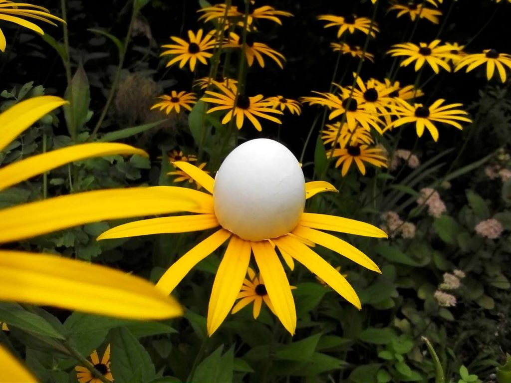 Zadenbibliotheek zoekt kartrekker en ‘zaaddonoren’ - Geldrop