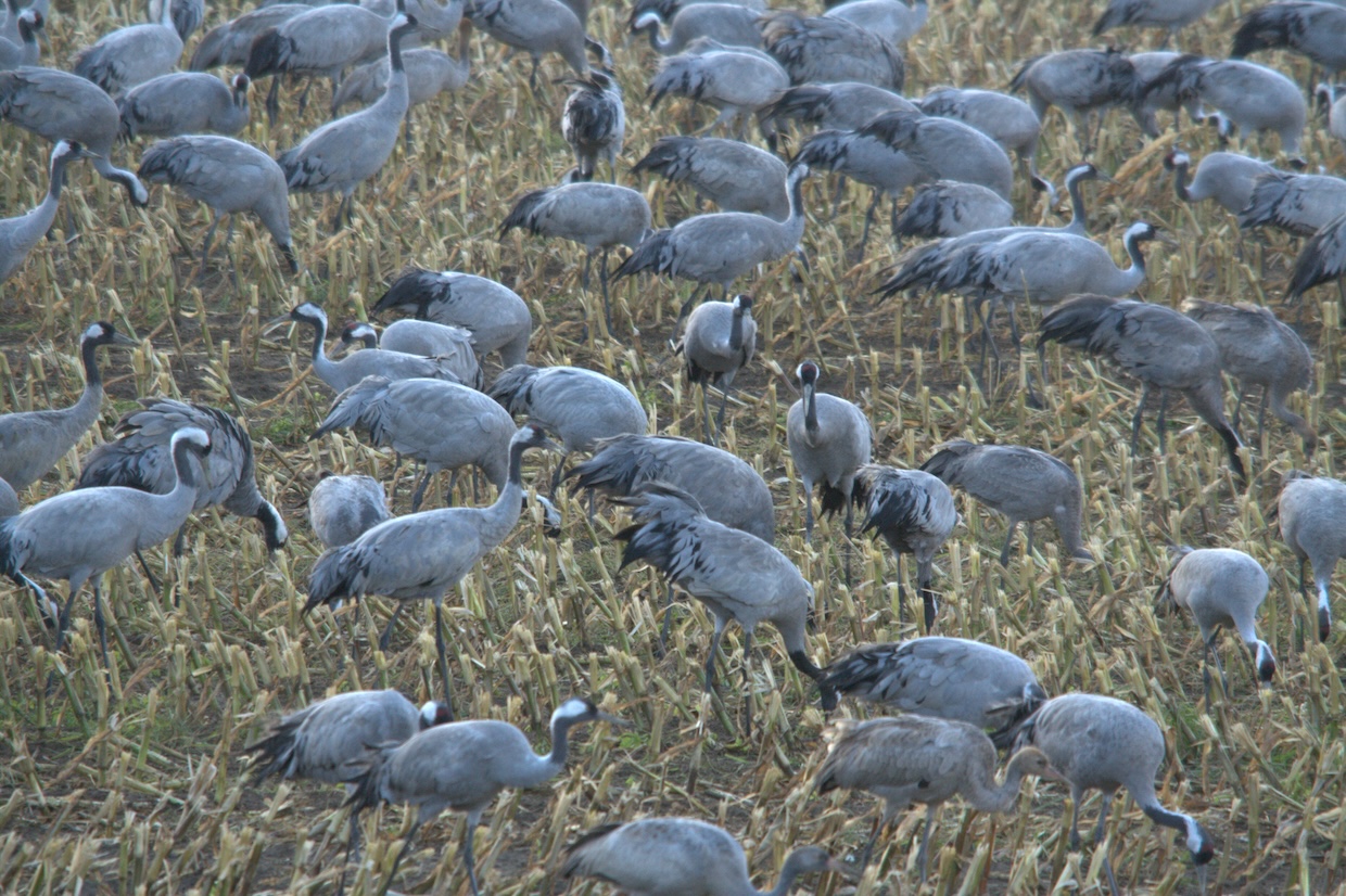 De trek van de kraanvogel - IVN