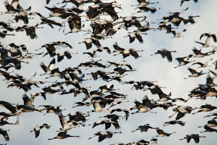 De trek van de kraanvogel - IVN