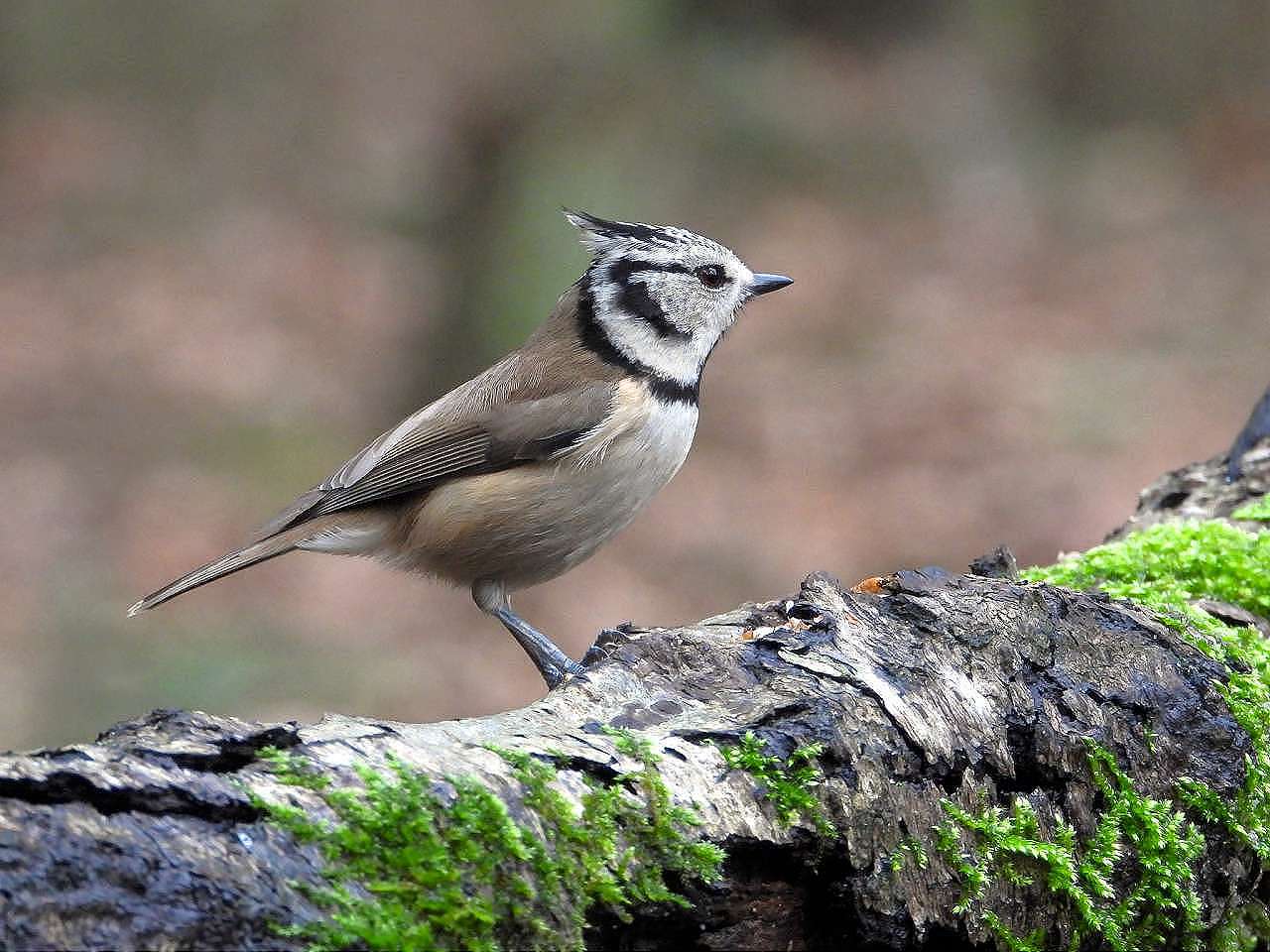 Vogelwandeling ‘Vennentocht’ - IVN
