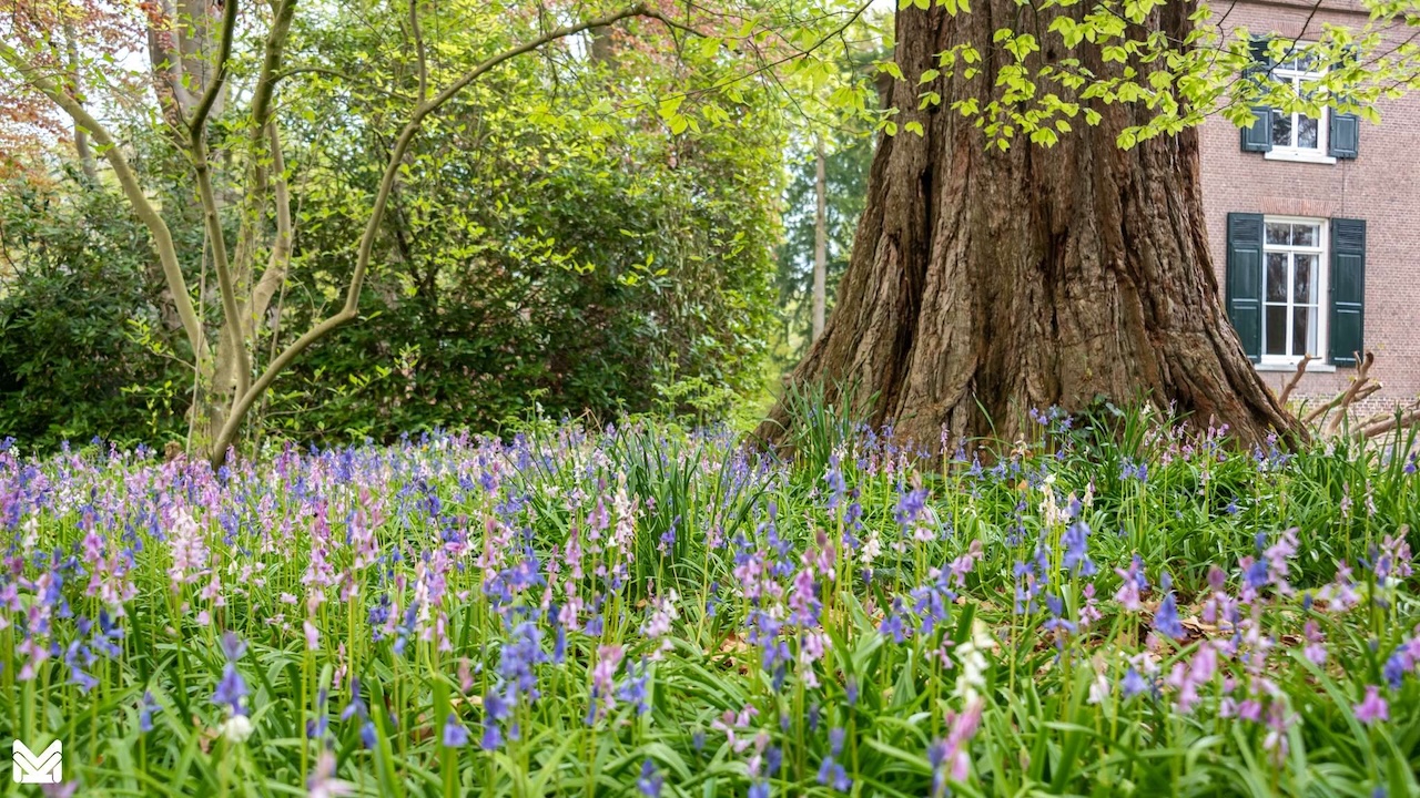 Lentewandeling in kasteelpark Geldrop - IVN