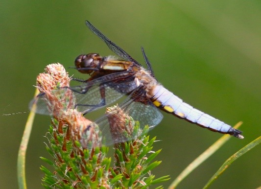 Insectenwandeling Paardekop - IVN
