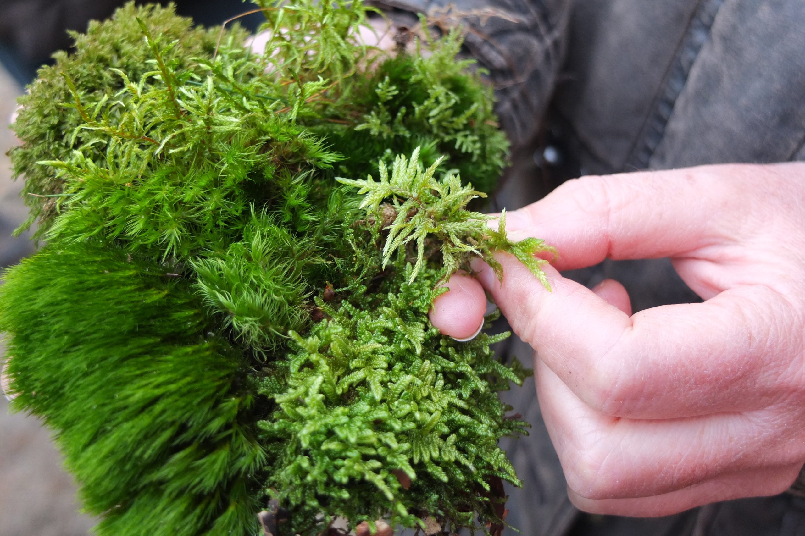 Mossen - Gooi en omstreken