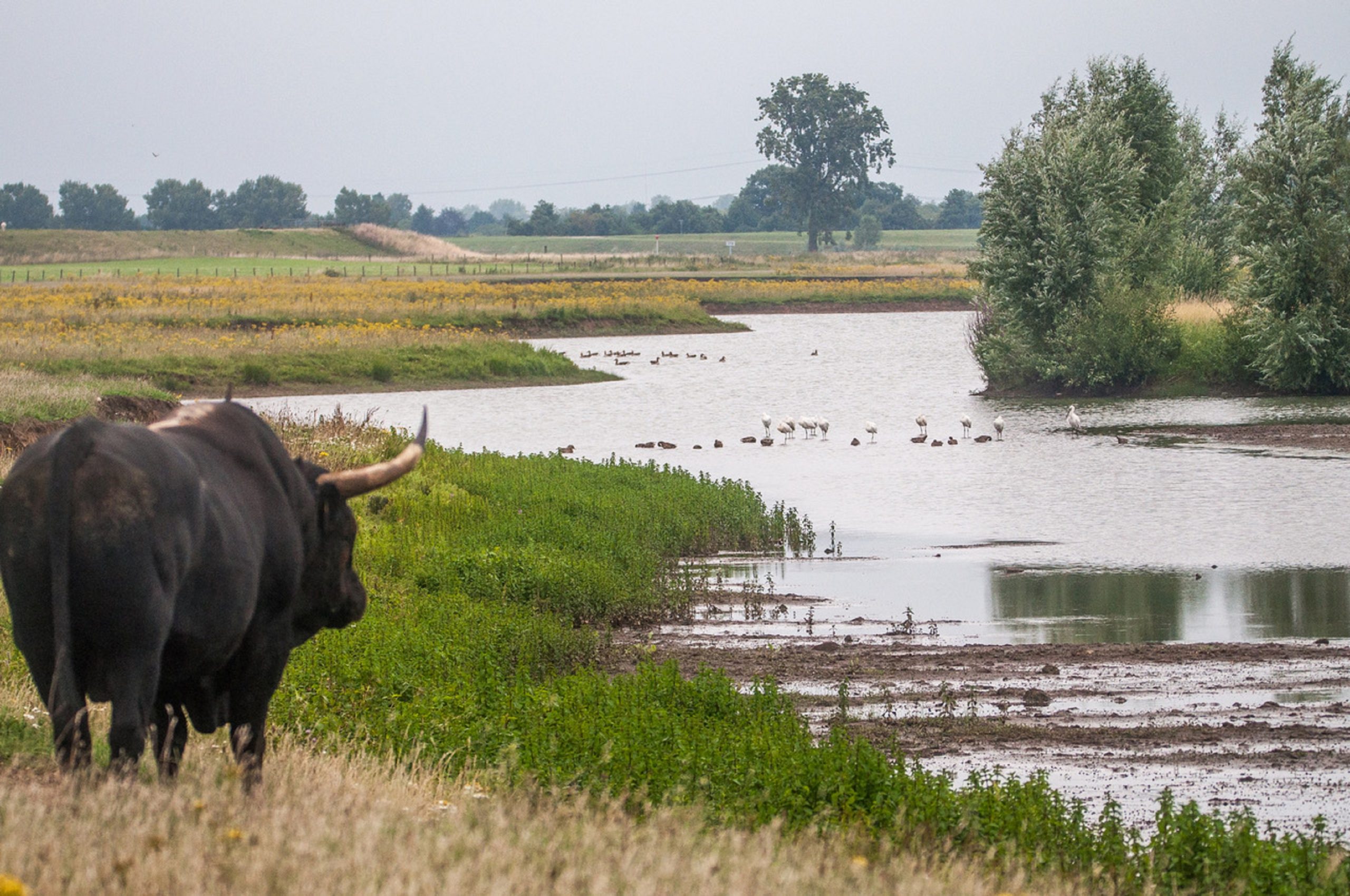Natuurwandeling door Maasuiterwaarden Keent - IVN