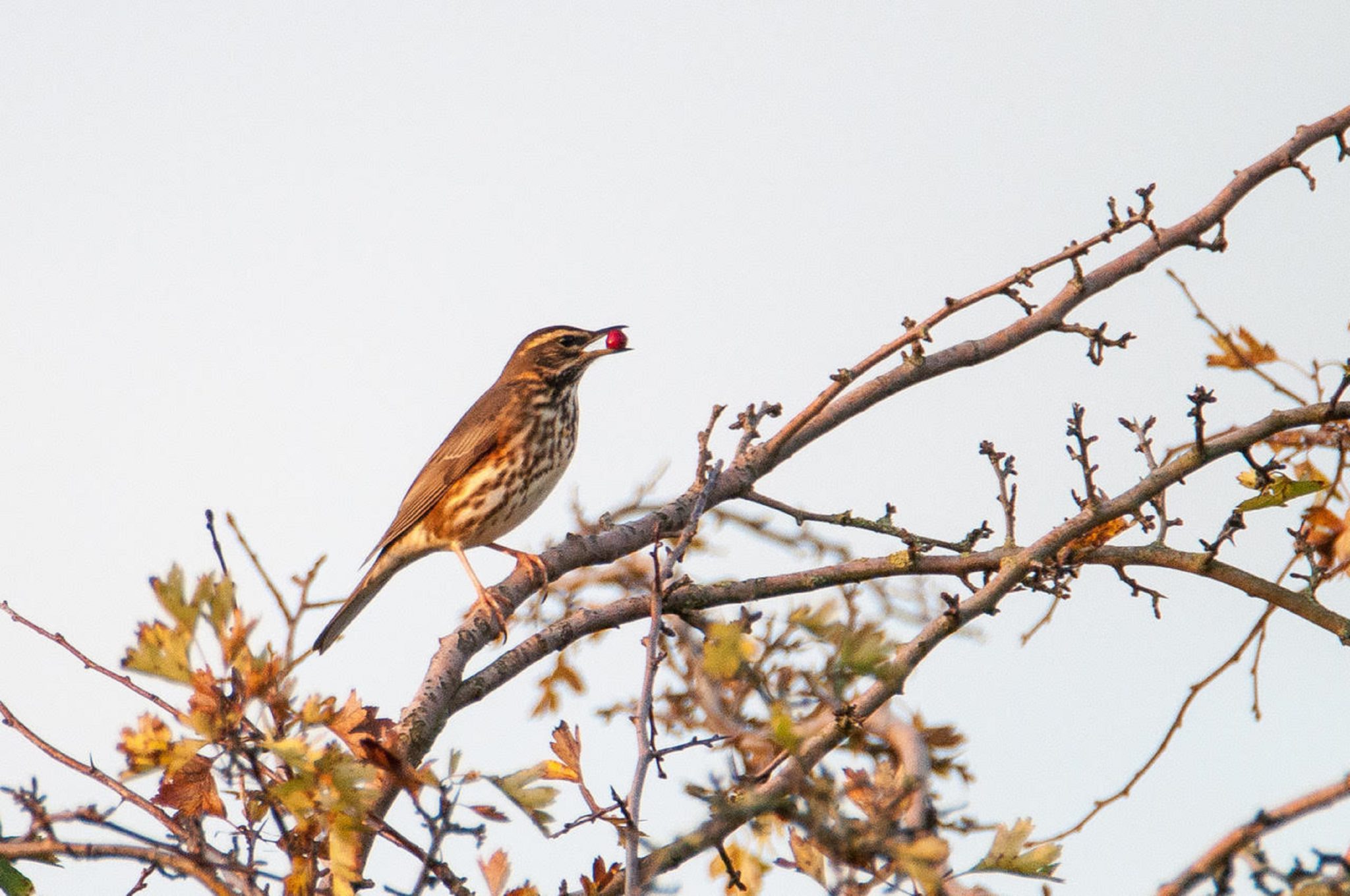 Struinwandeling met herfstvruchten door natuurgebied Keent - IVN