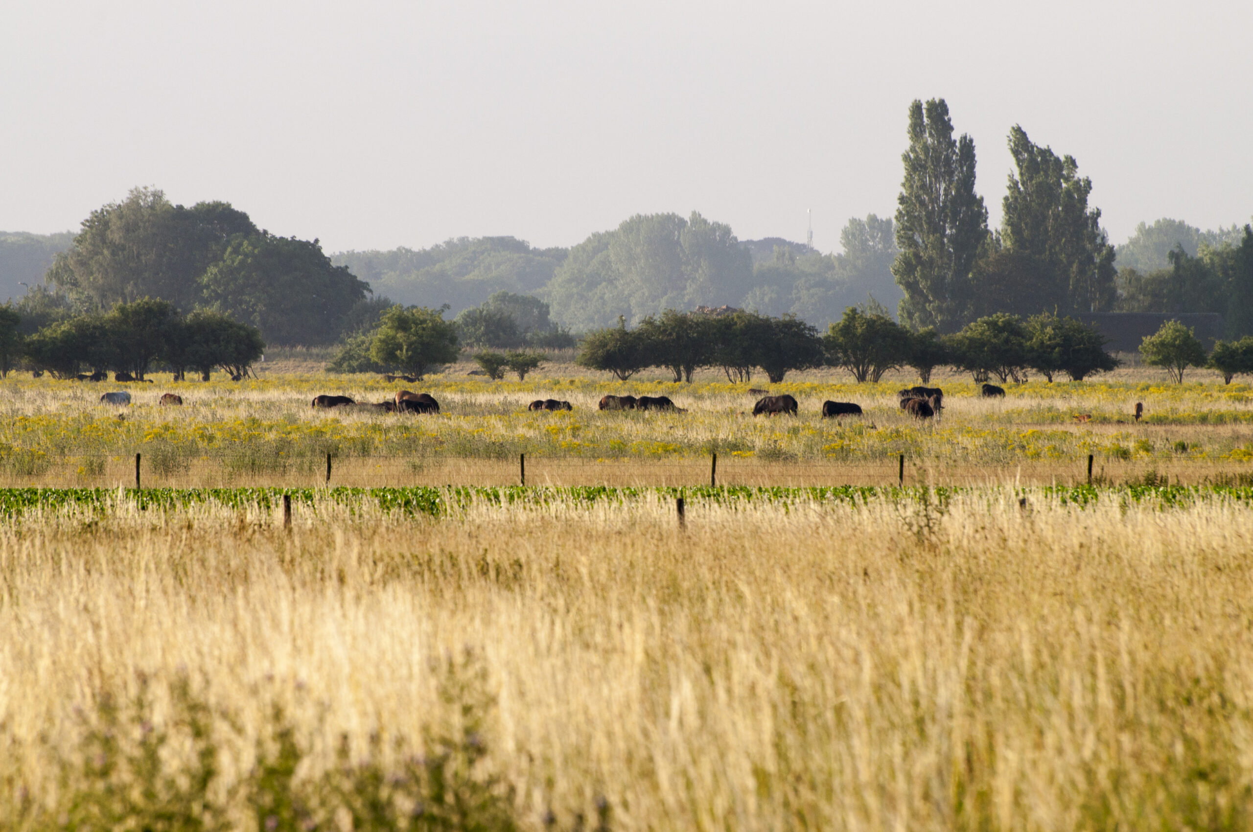 Lezing: "Rewilding uiterwaarden Keent" - IVN
