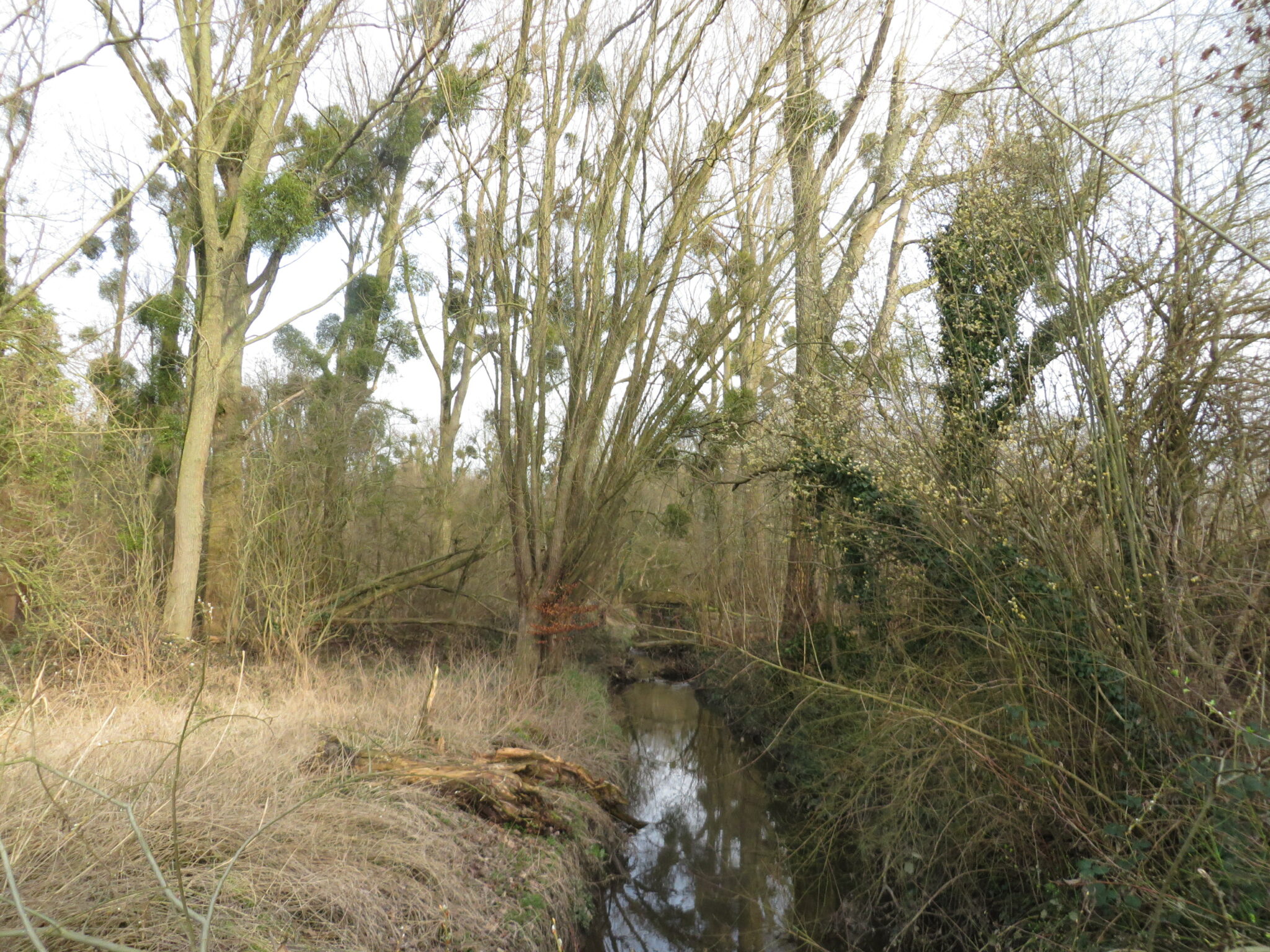 Estafette wandeling/excursie langs de Geleenbeek (deel 2) - Voerendaal