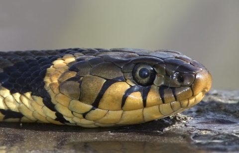 Ringslang - Voorne Putten Rozenburg