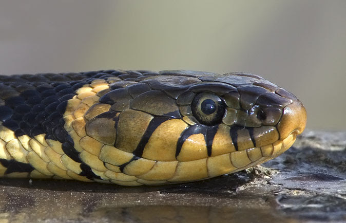 Ringslang - Voorne Putten Rozenburg