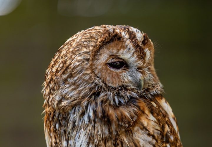 De bosuil - Voorne Putten Rozenburg