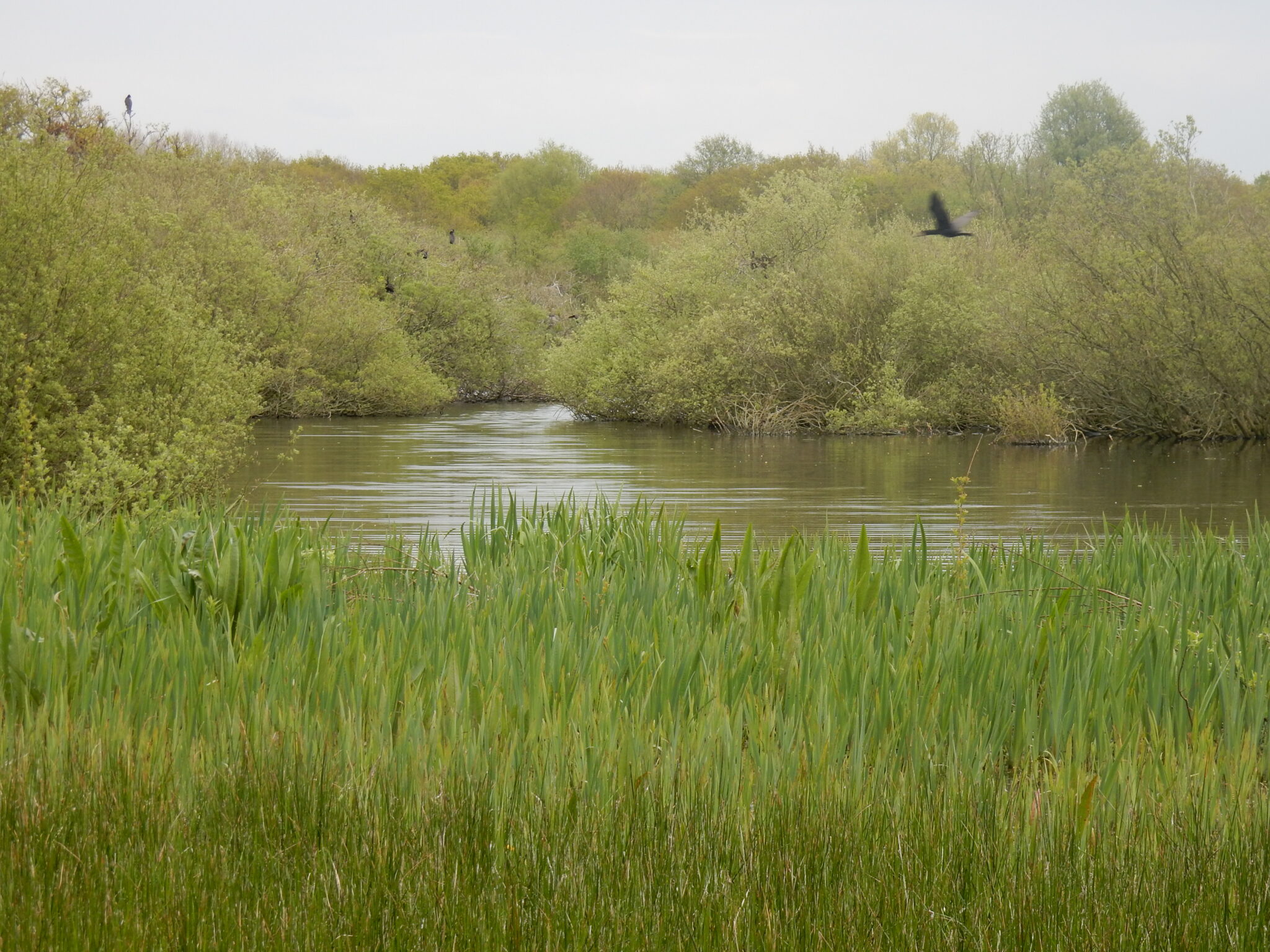 Wandeling Quackjeswater - IVN