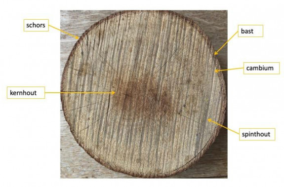 Houtstapel - Groningen Haren