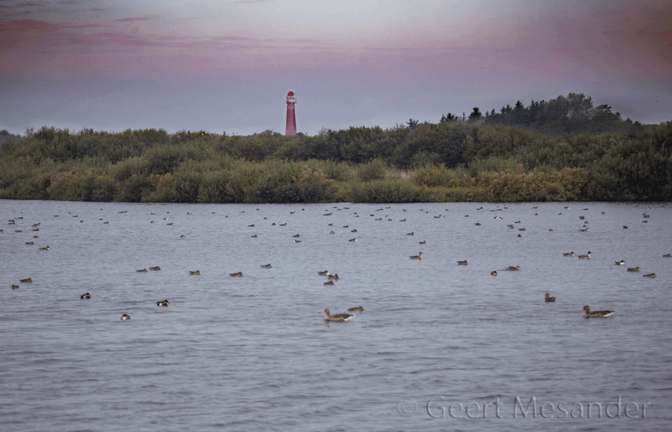Fietsexcursie Schiermonnikoog - IVN