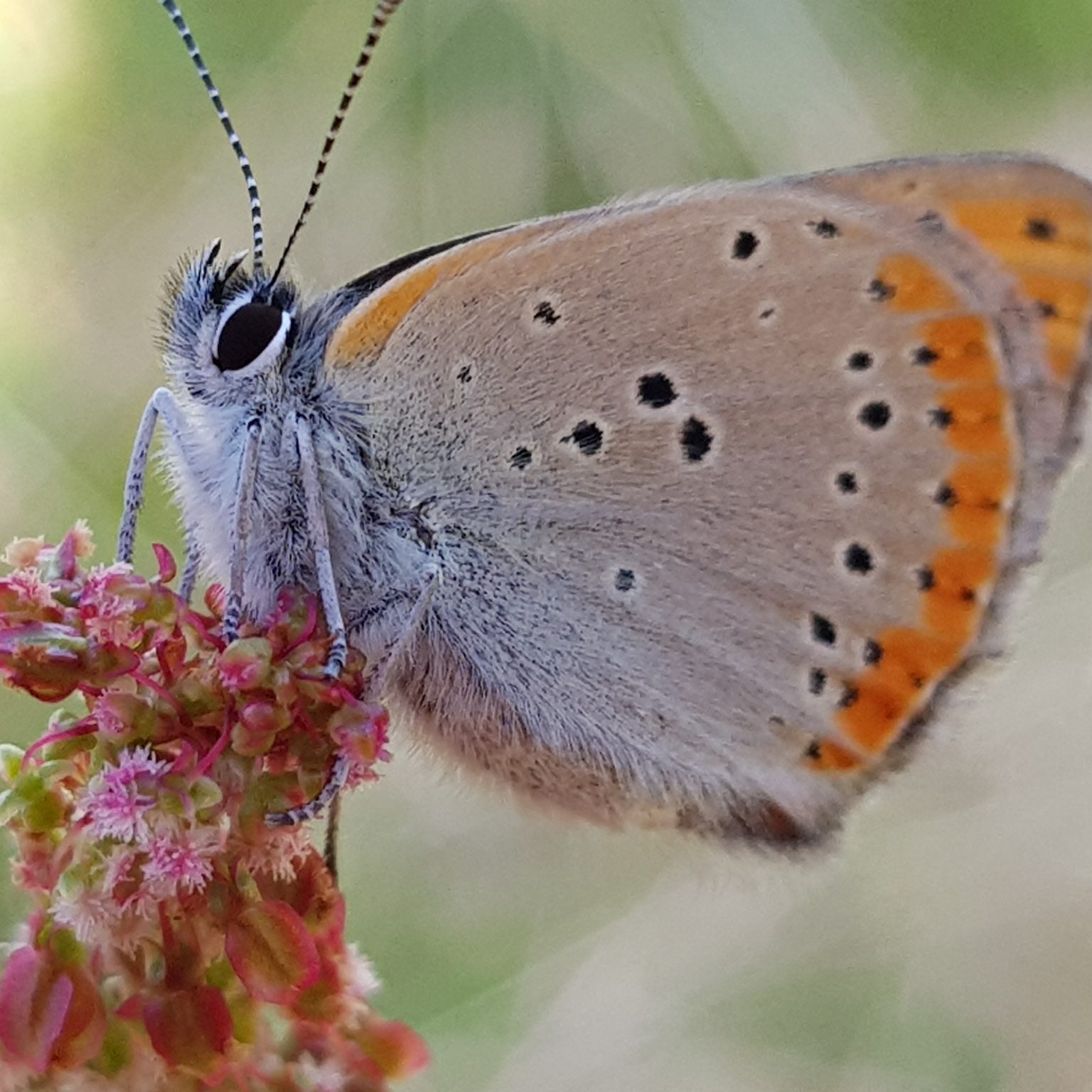 Lezing Insecten in de tuin - Groningen Haren
