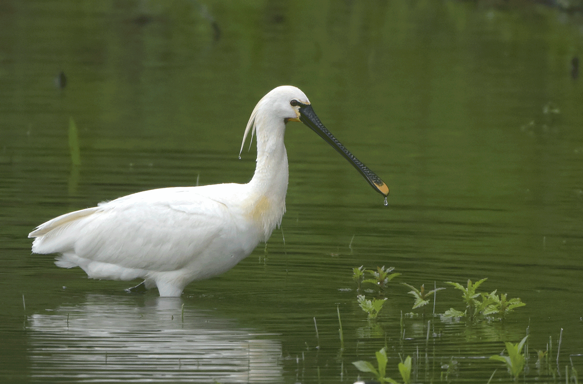 Vogel-wandelexcursie Tusschenwater en Noordma - IVN